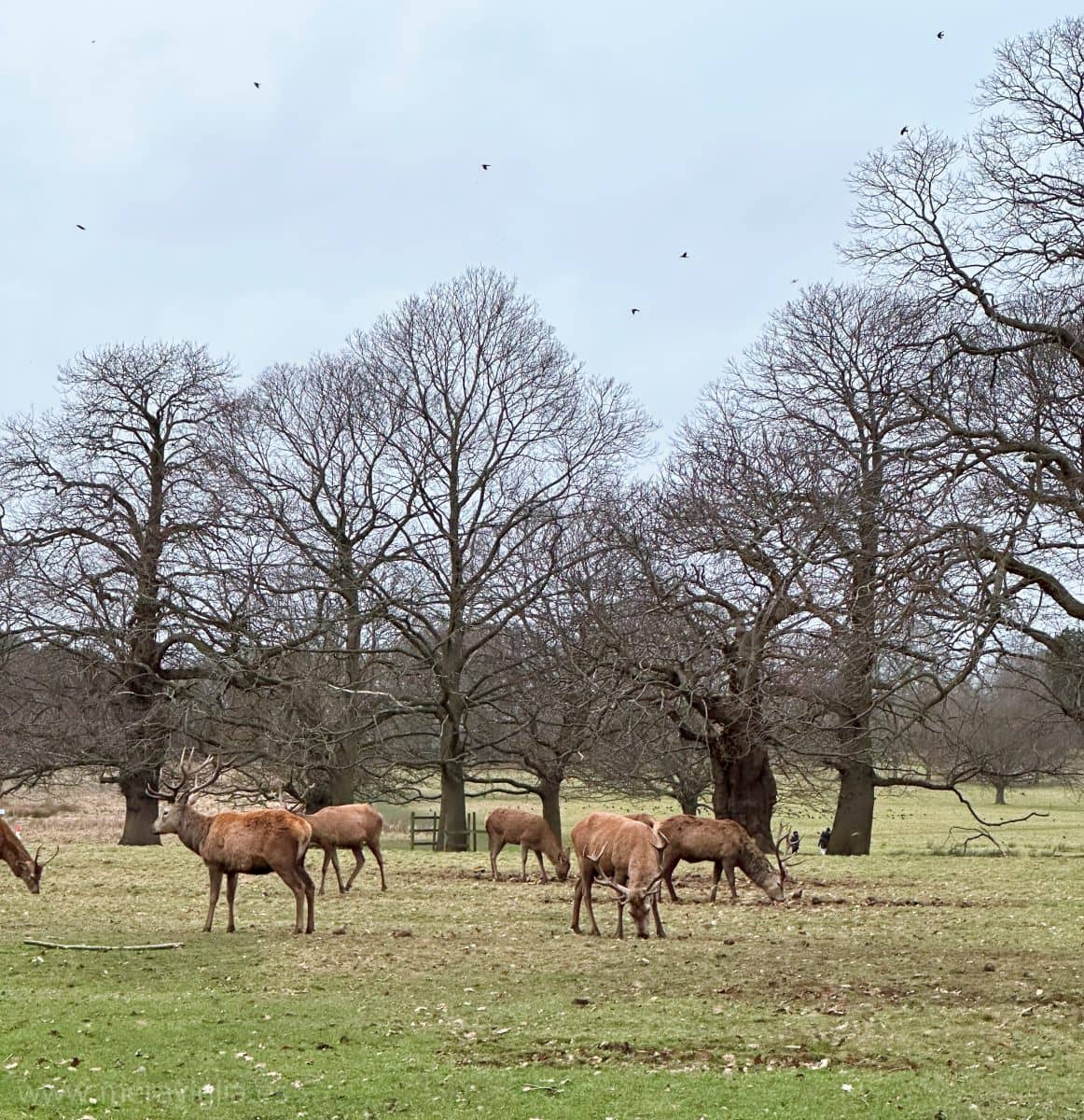 Qué ver en Nottingham y alrededores: el hogar de Robin Hood